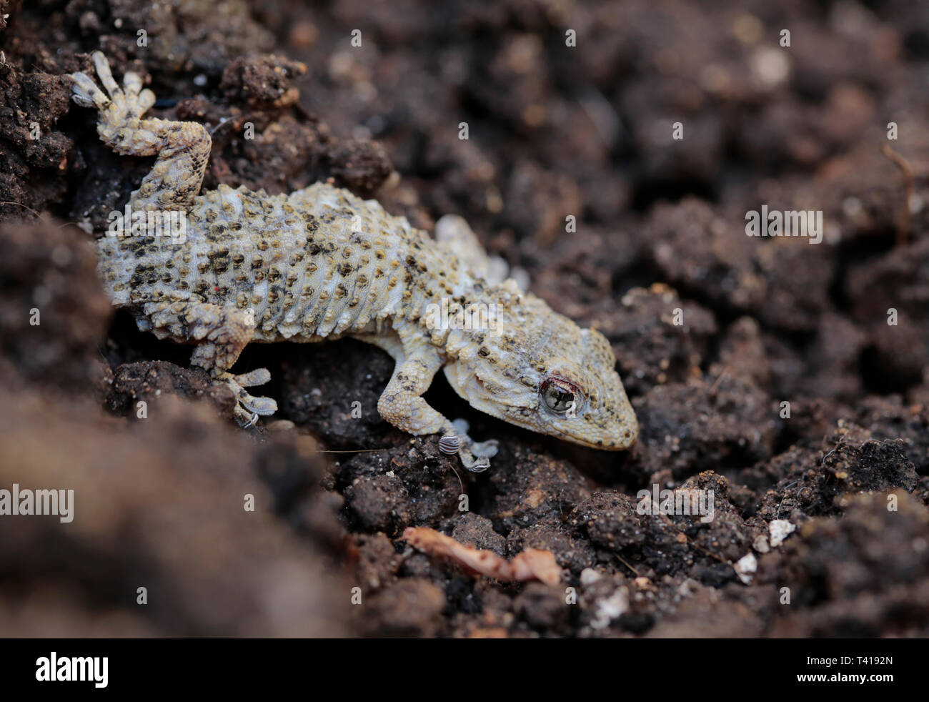 Moorish gecko (Tarentola Mauritanica) on the ground, Majorca, Spain ...