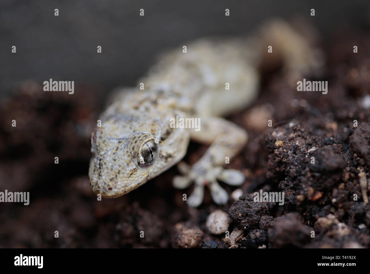 Moorish gecko (Tarentola Mauritanica) on the ground, Majorca, Spain ...