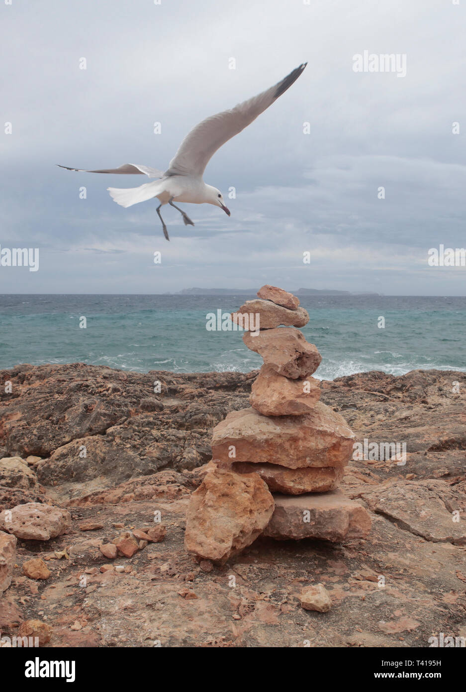 Seagull landing on a stack of rocks, Majorca, Spain Stock Photo - Alamy