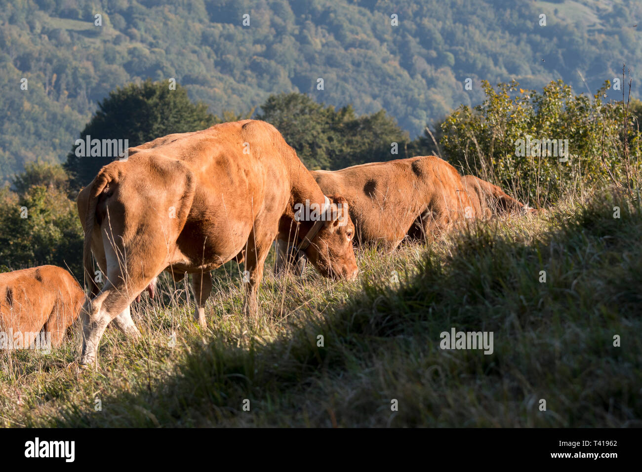 Limousine cow hi-res stock photography and images - Alamy