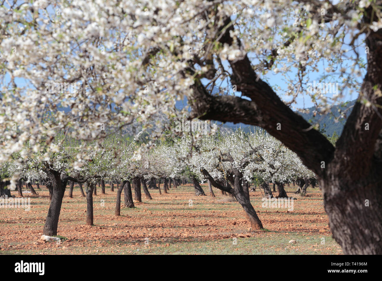 Flowering almond trees in winter, Majorca, Spain Stock Photo - Alamy