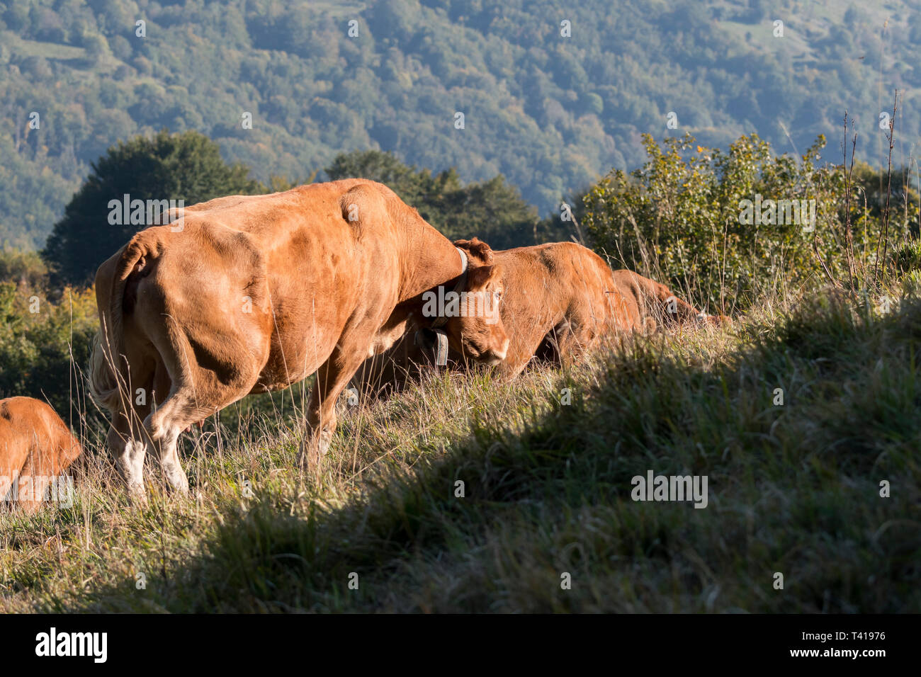 limousine cow grazing in the mountains of Liguria Stock Photo - Alamy