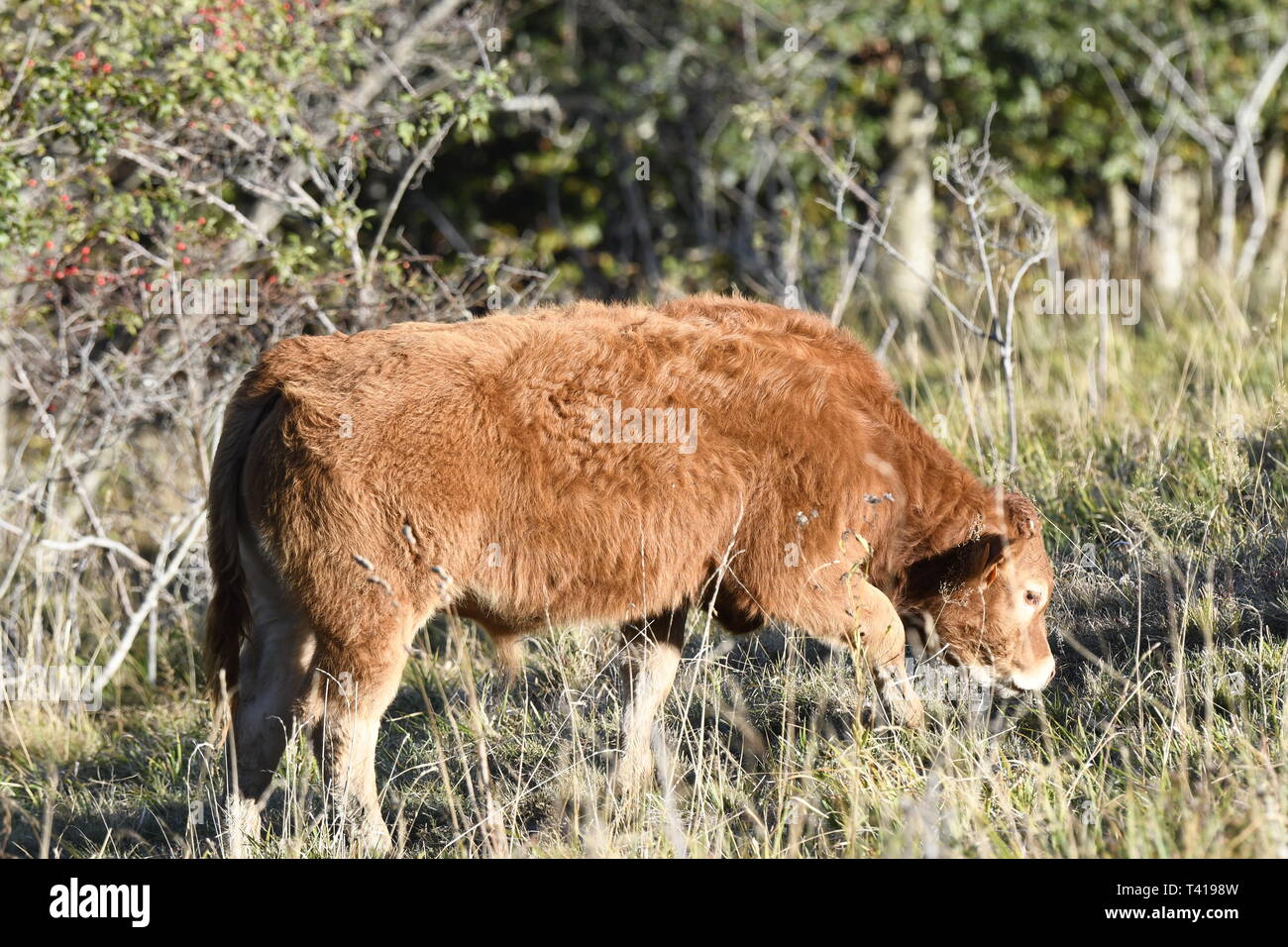 limousine cow grazing in the mountains of Liguria Stock Photo - Alamy