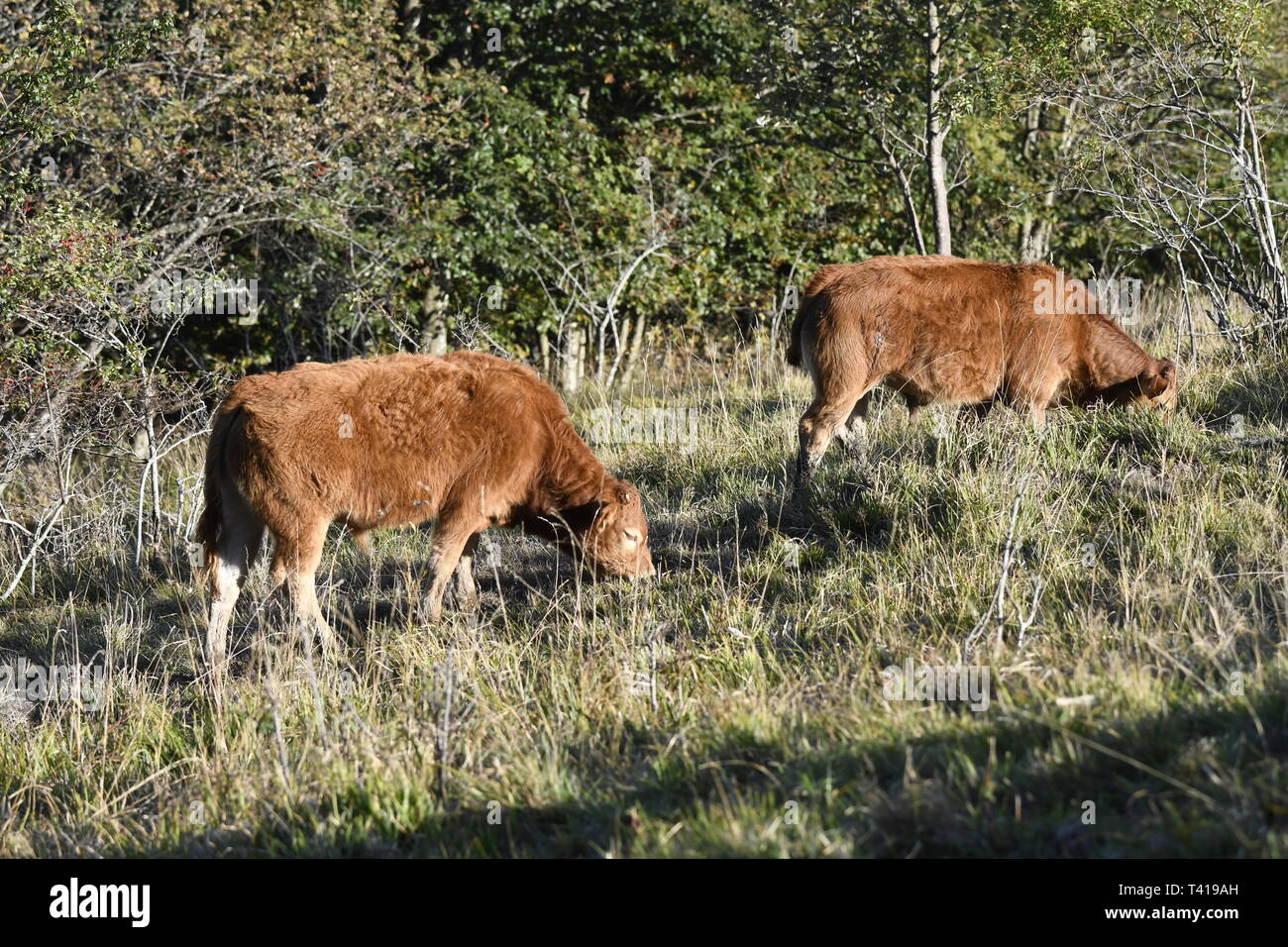 limousine cow grazing in the mountains of Liguria Stock Photo - Alamy