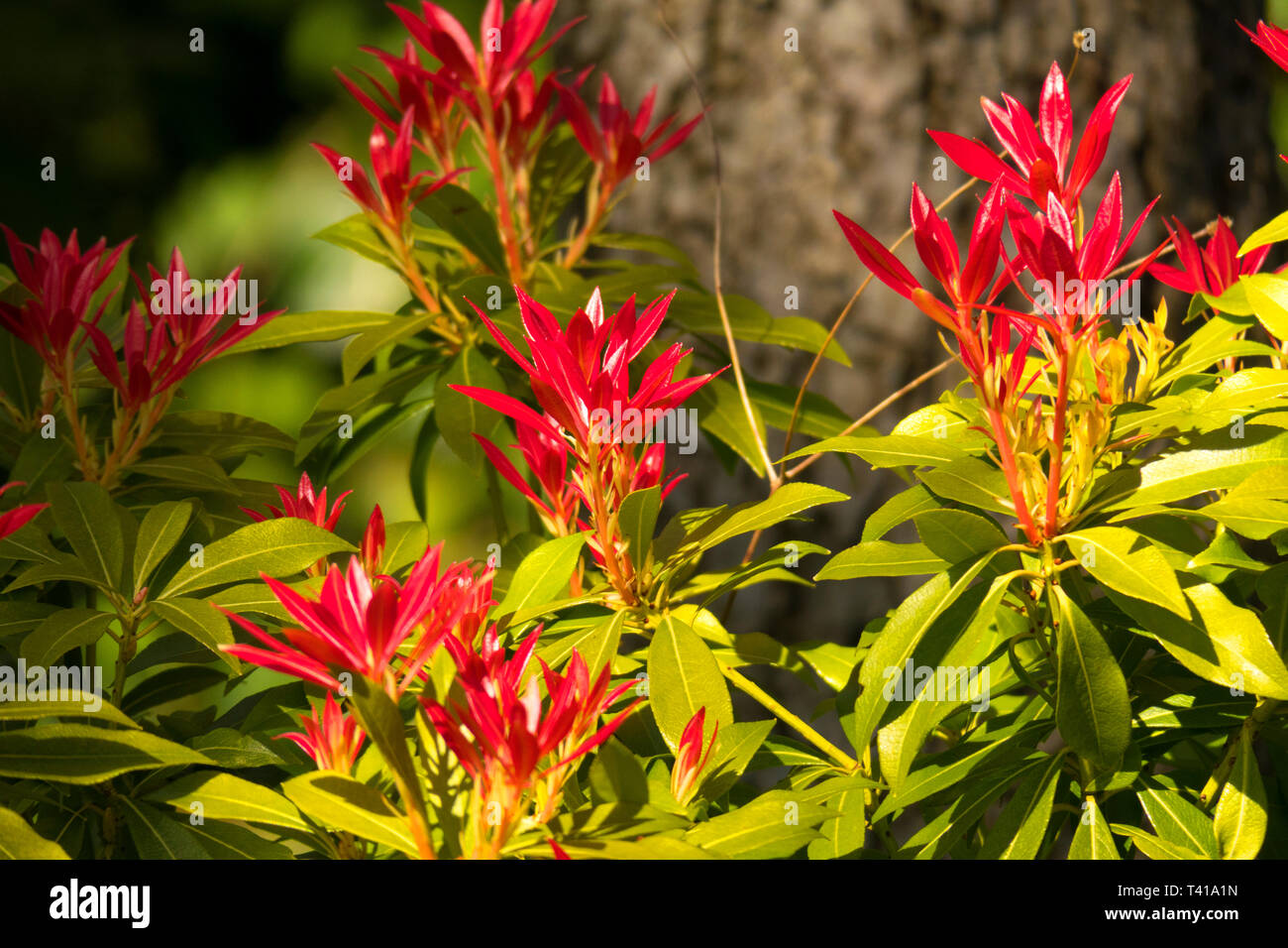 Photina High Resolution Stock Photography and Images - Alamy