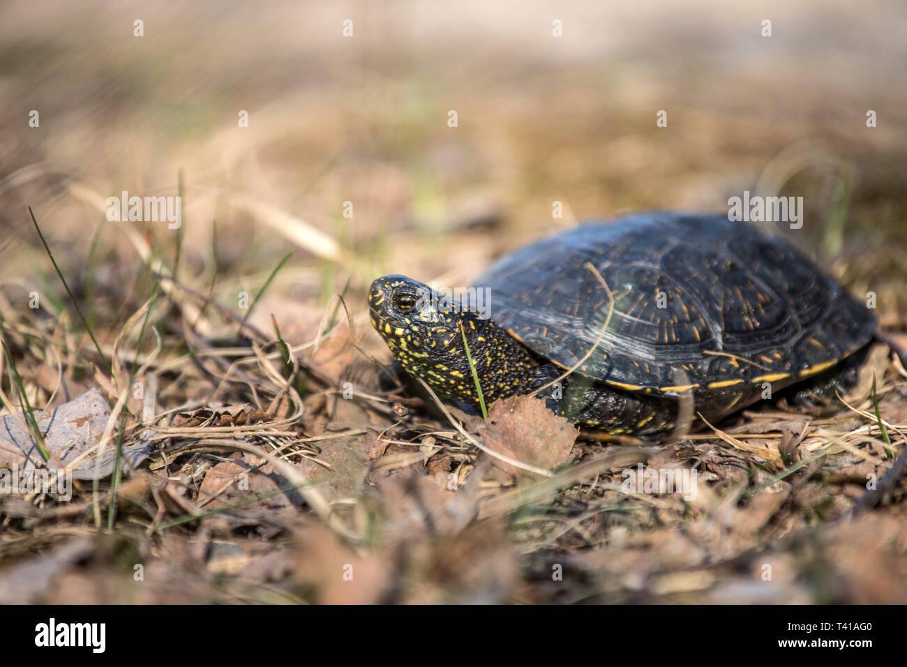 Yellow Mud Turtle High Resolution Stock Photography and Images - Alamy