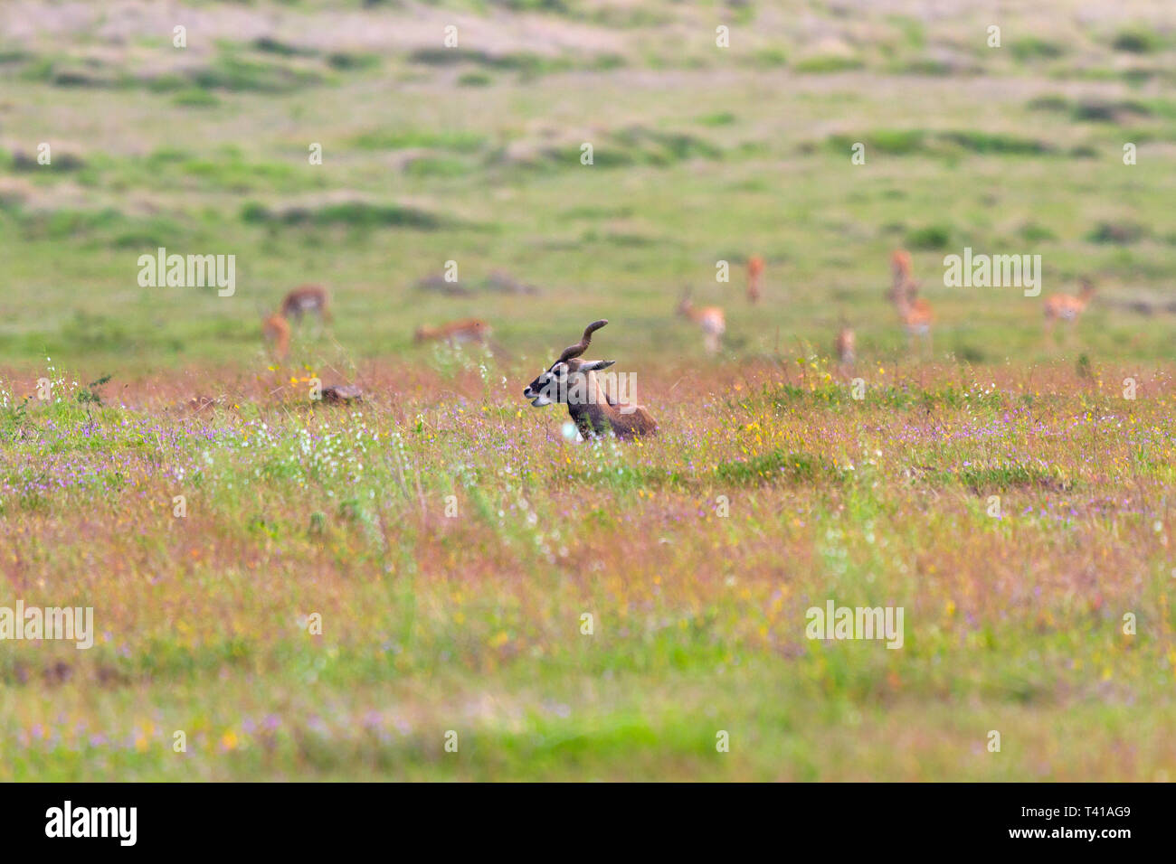 Grassland animals hi-res stock photography and images - Alamy