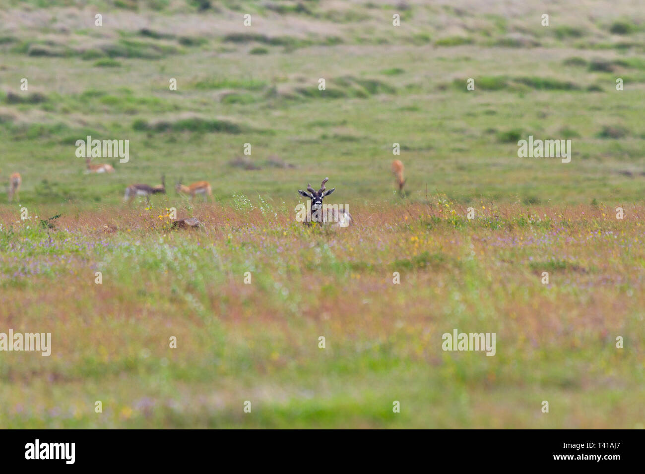 Indian Antelope or Indian Blackbuck or Antilope cervicapra roaming in ...