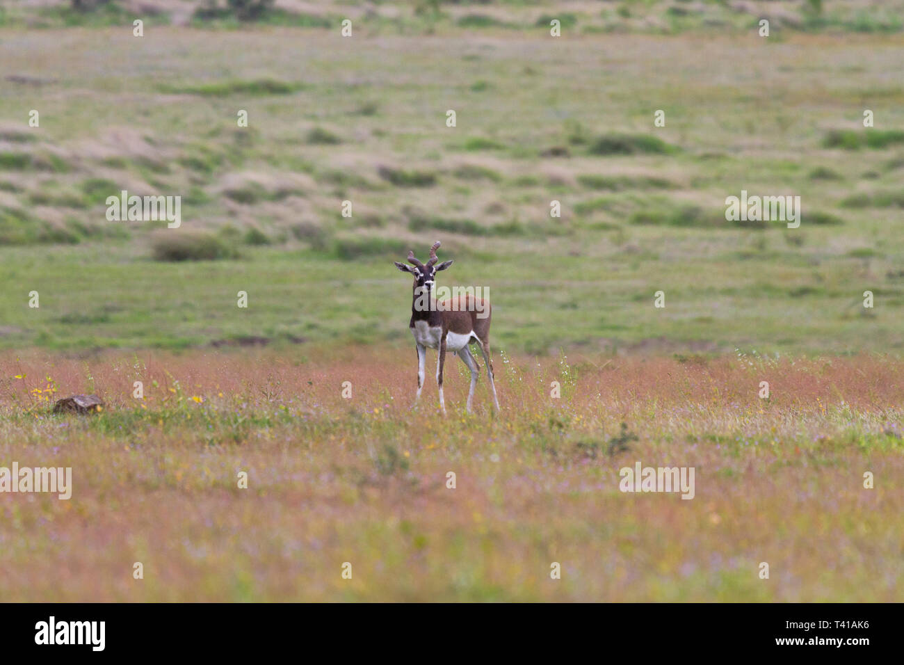 Indian Antelope or Indian Blackbuck or Antilope cervicapra roaming in ...