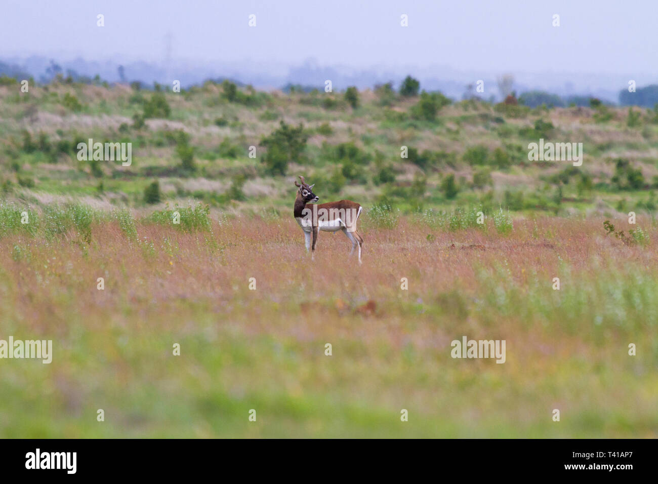 Indian krishnamriga hi-res stock photography and images - Alamy
