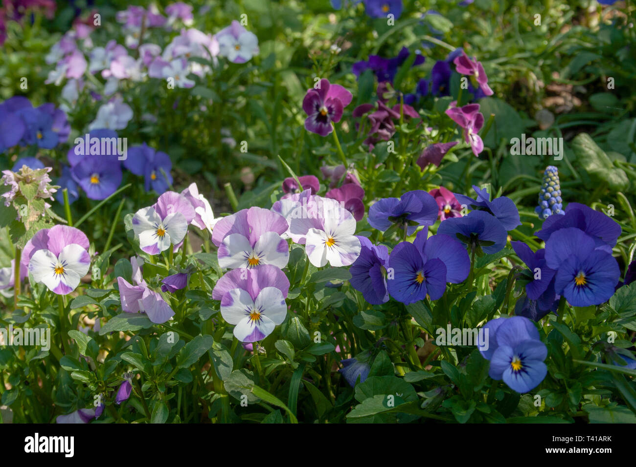 Pink primula vulgaris hi-res stock photography and images - Alamy