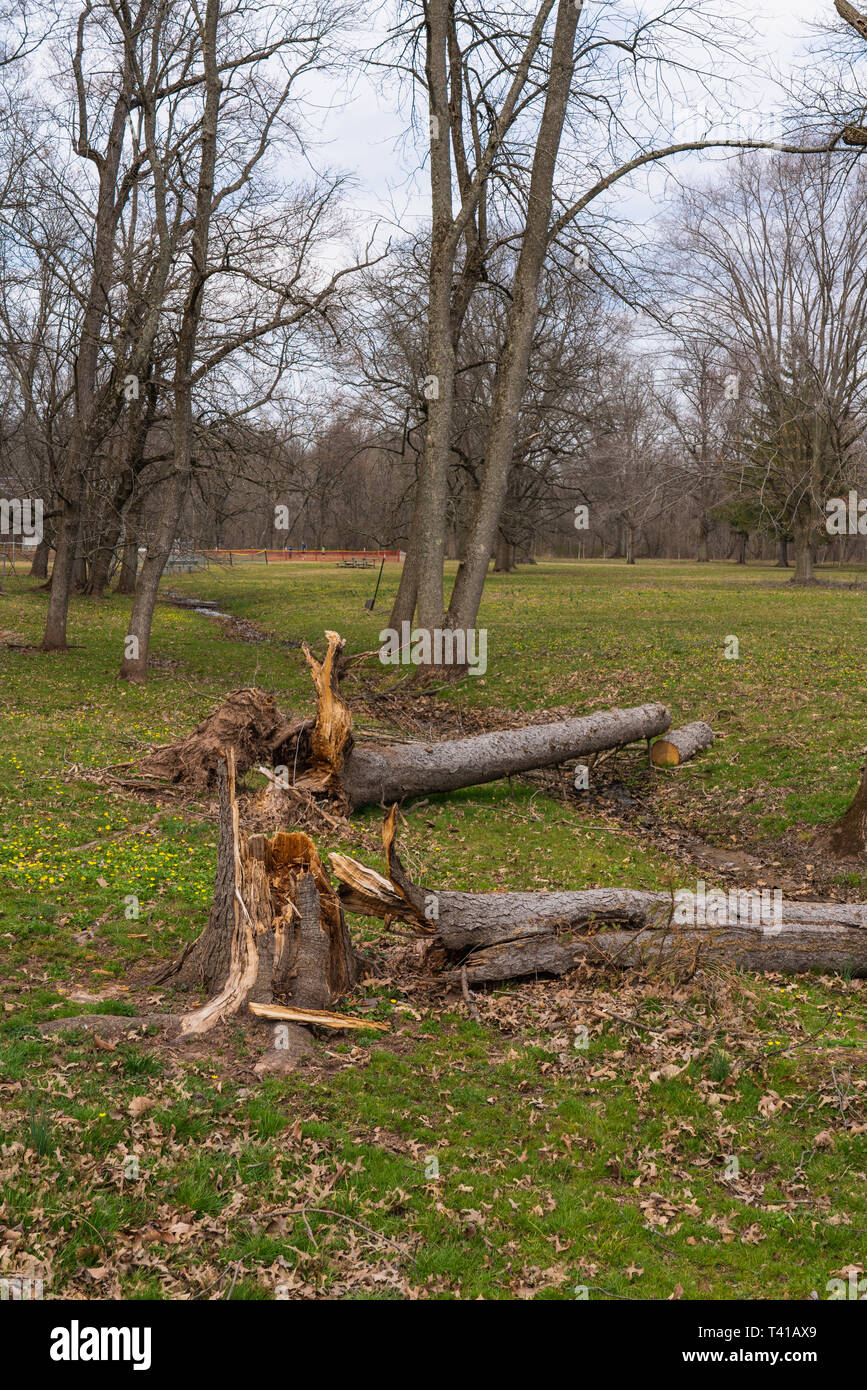 Storm damaged trees hi-res stock photography and images - Alamy