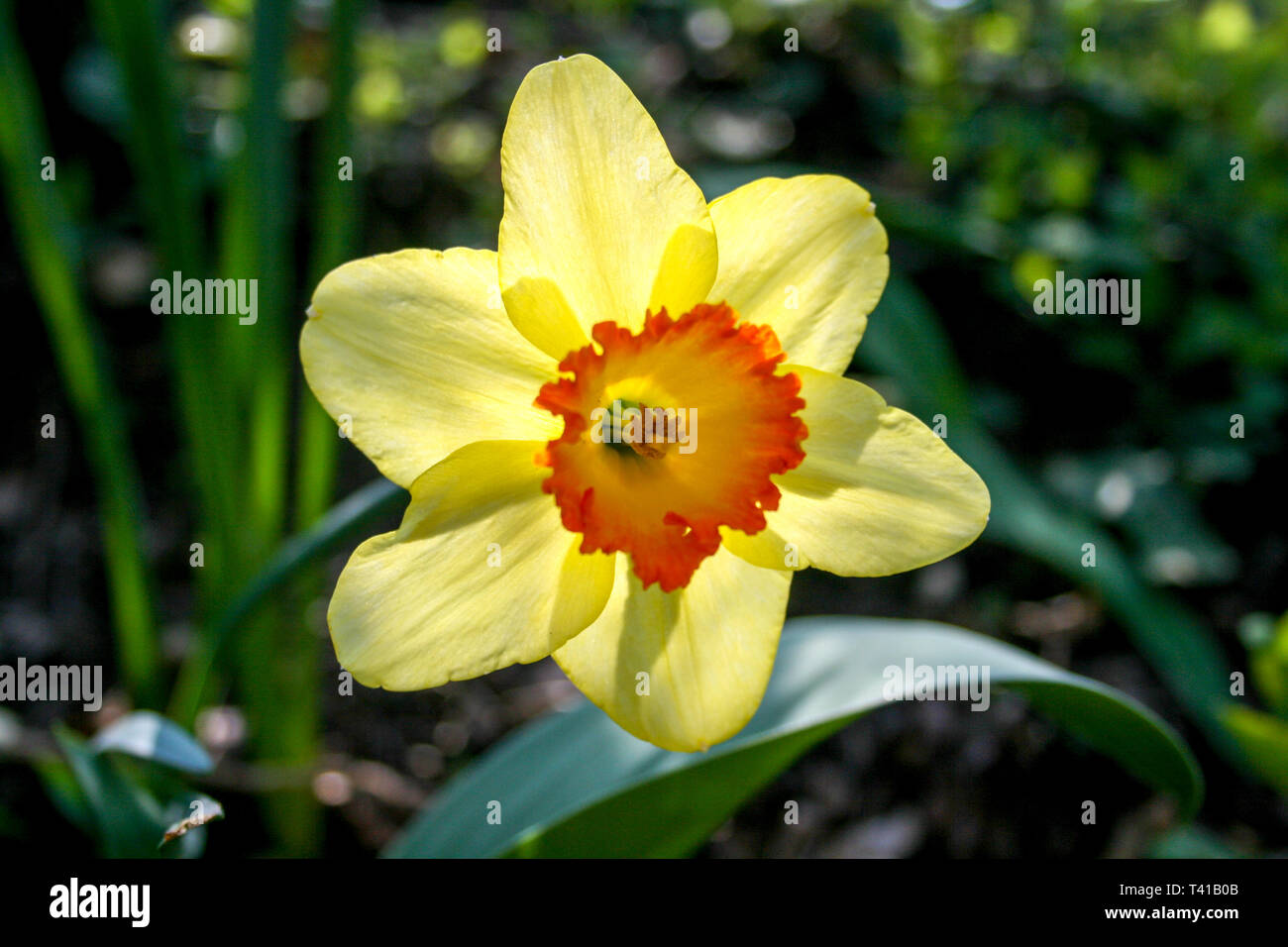 Wonderful yellow and orange daffodil flower, narcissus, spring ...