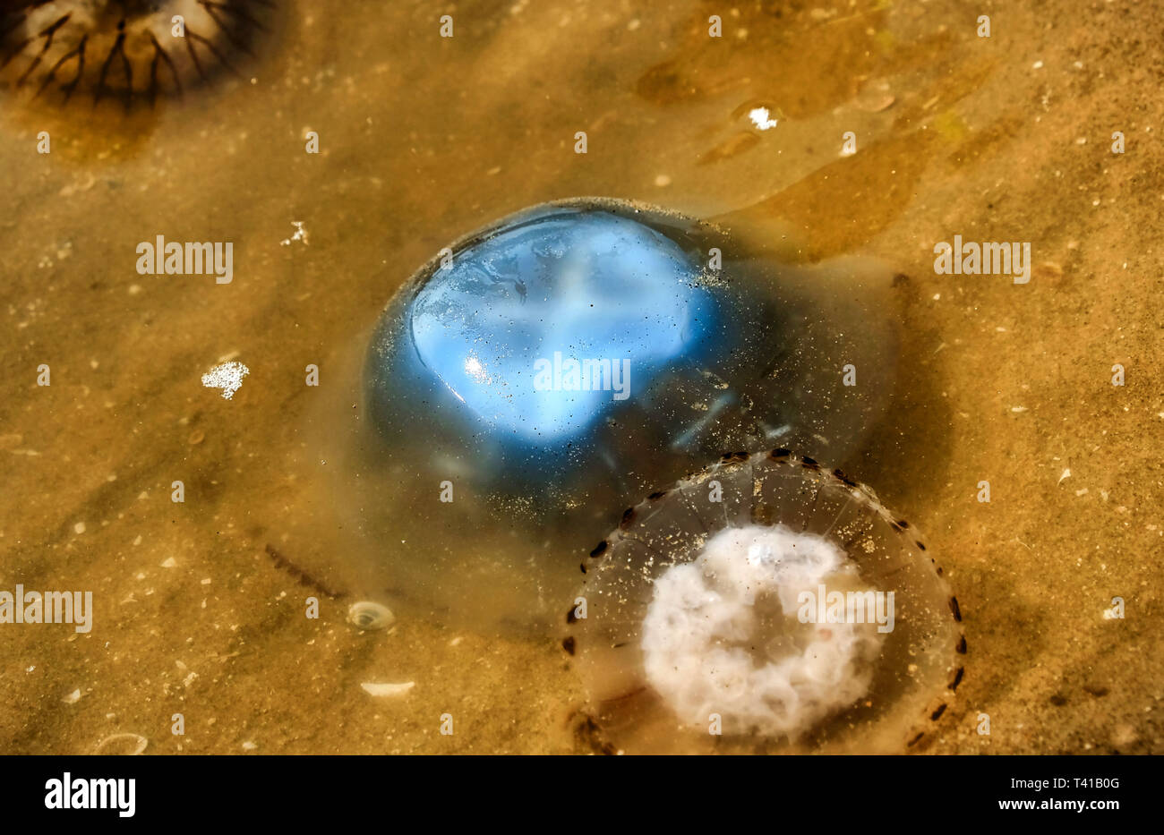 Blue jellyfish in shallow water of the sea at scheveningen in the ...