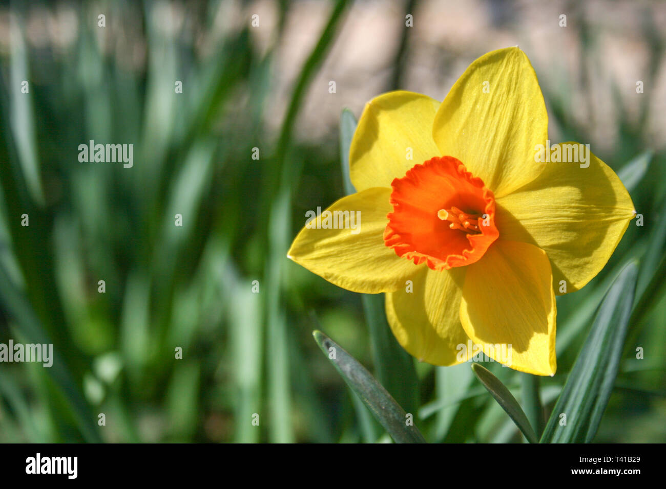 Wonderful yellow and orange daffodil flower, narcissus, spring ...