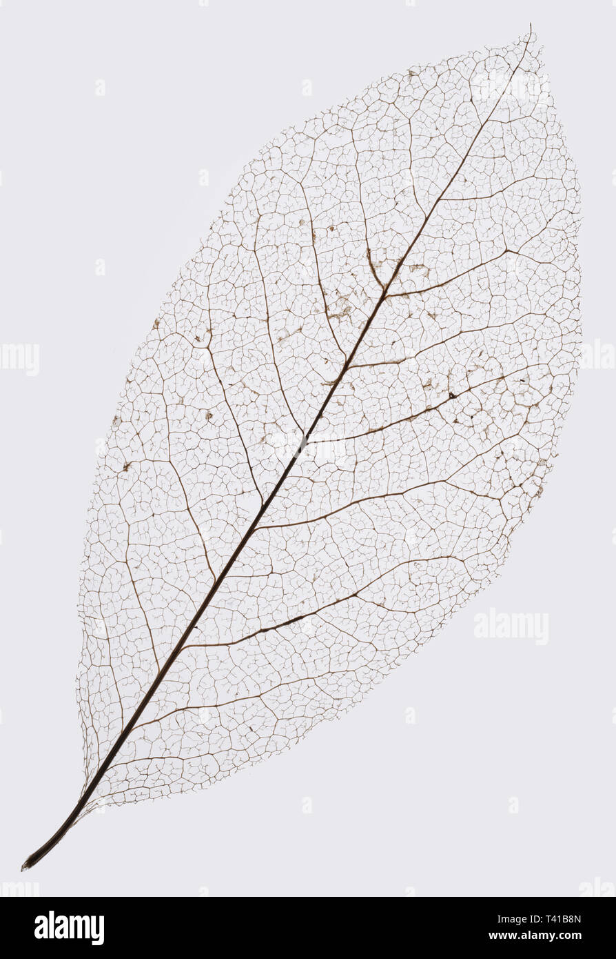 Skeleton leaf pattern hi-res stock photography and images - Alamy