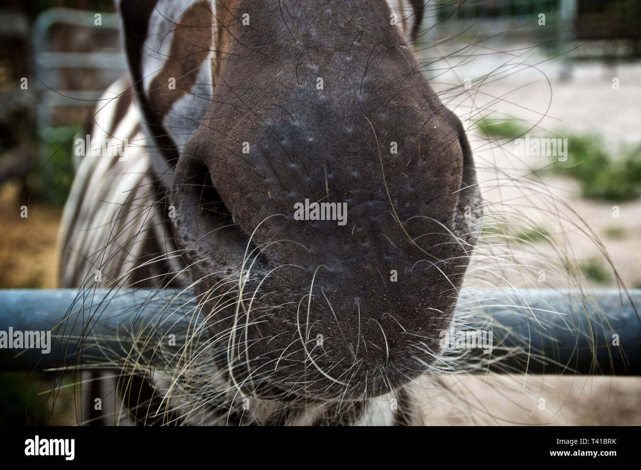 Zebra muzzle hi-res stock photography and images - Alamy