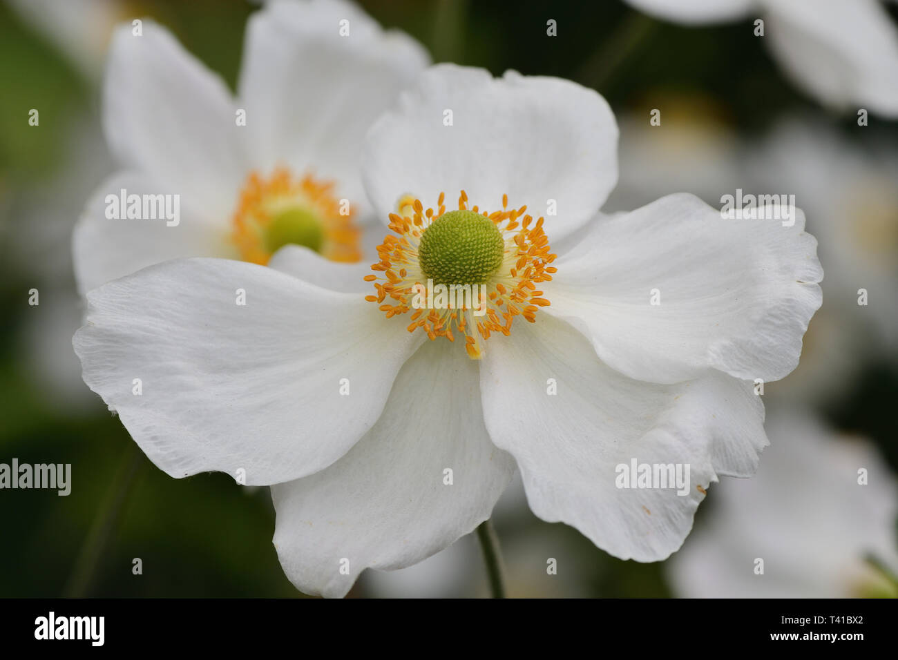 Japanese thimbleweed hi-res stock photography and images - Alamy