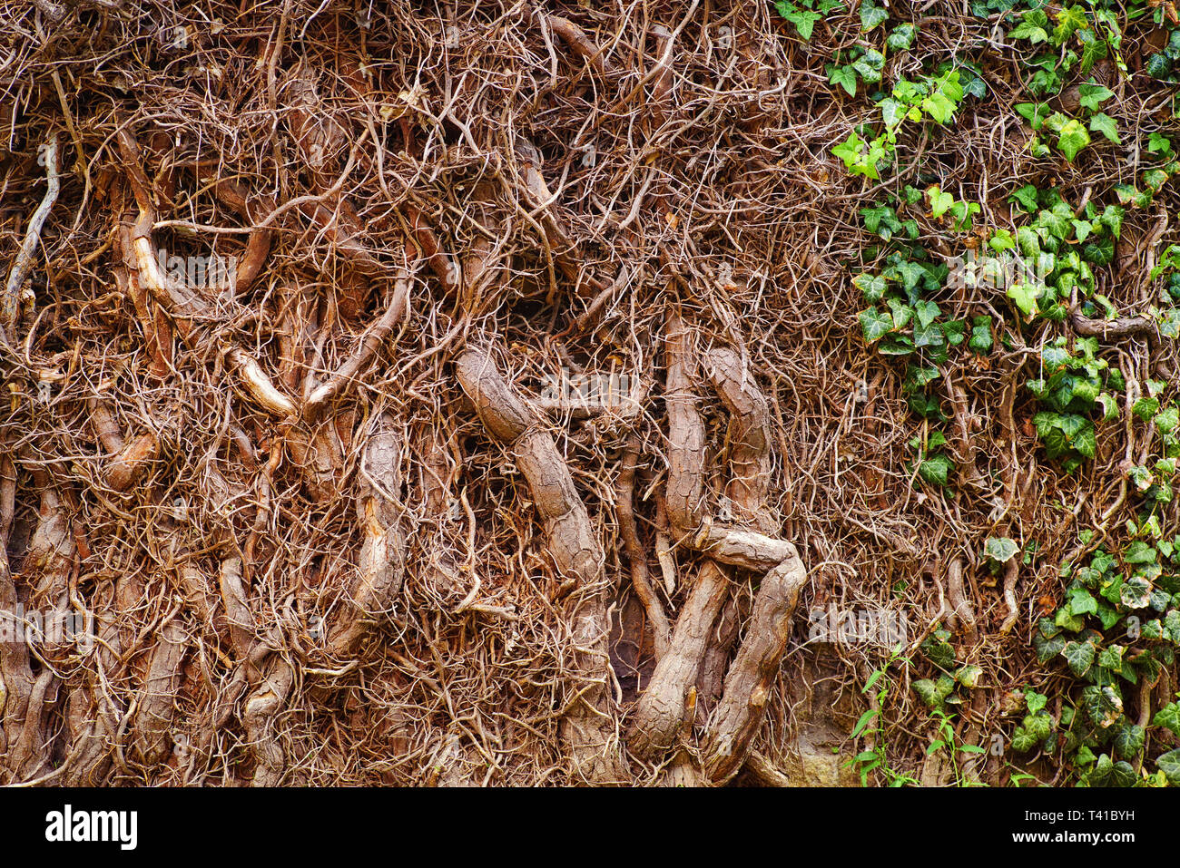Ivy roots hi-res stock photography and images - Alamy
