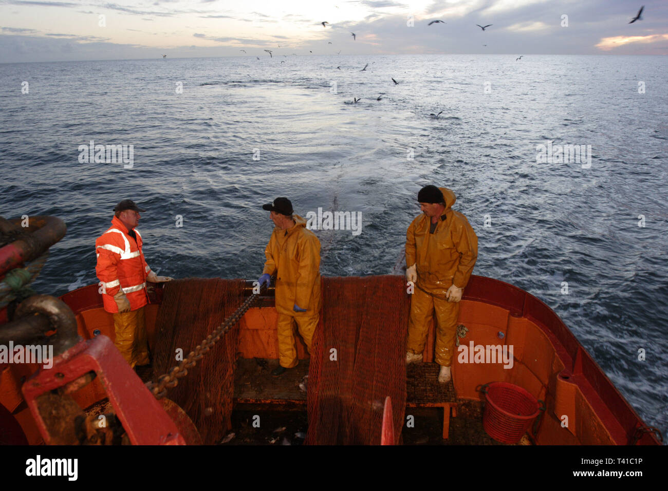 On board a fishing trawler in the Irish Sea. 4-man crew work on 1 of ...