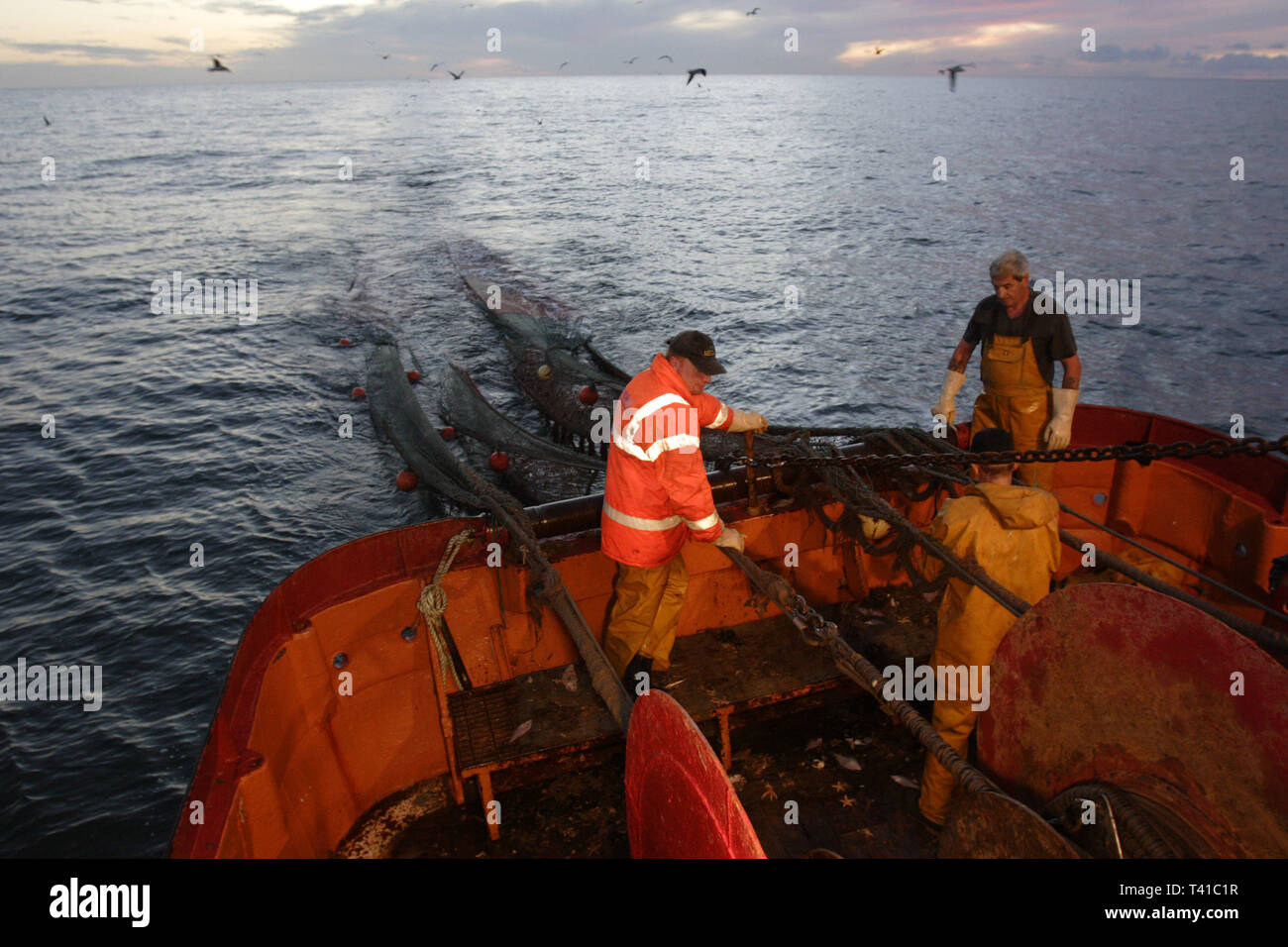 On board a fishing trawler in the Irish Sea. 4-man crew work on 1 of ...