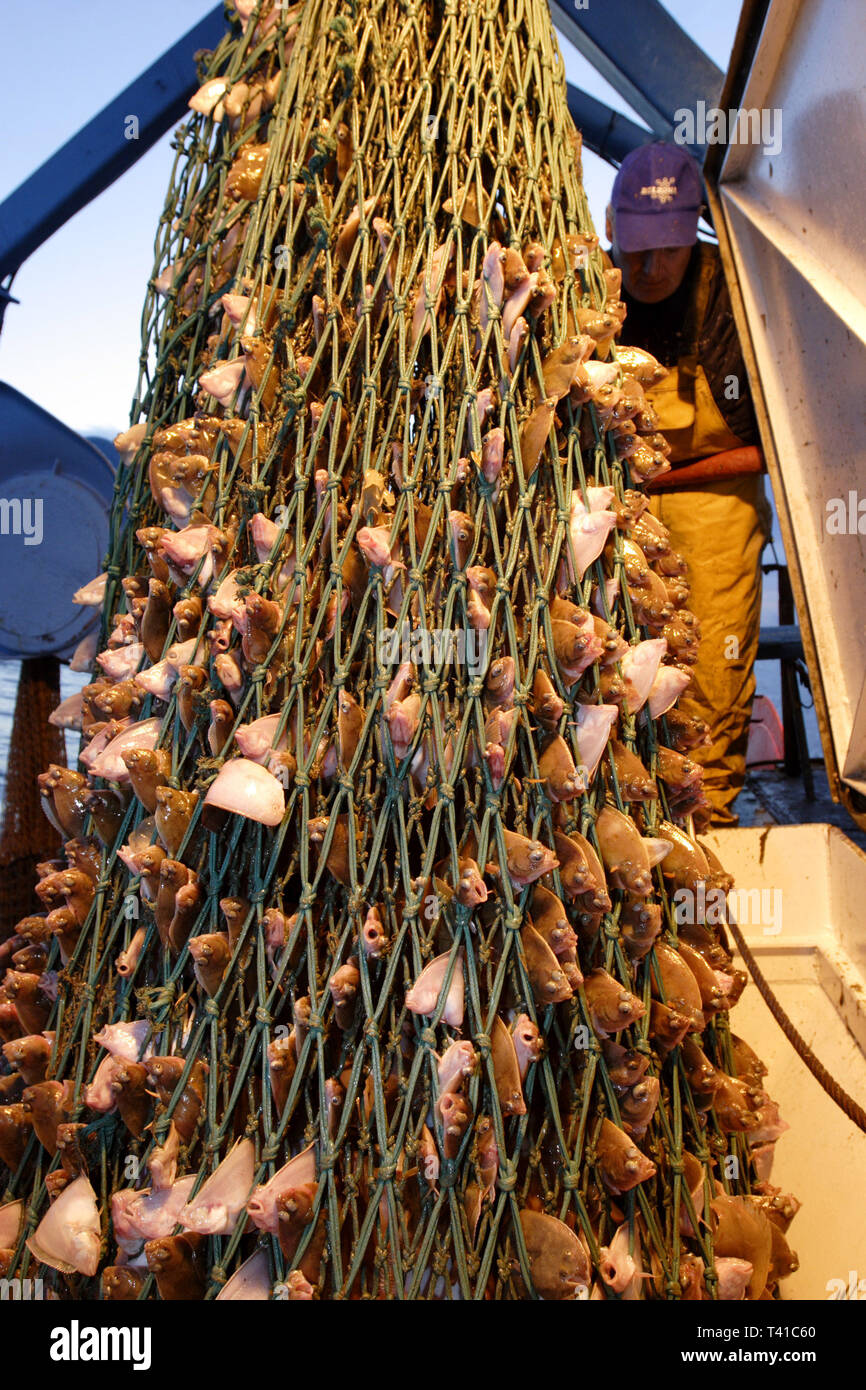 On board a fishing trawler in the Irish Sea. 4-man crew work on 1 of ...