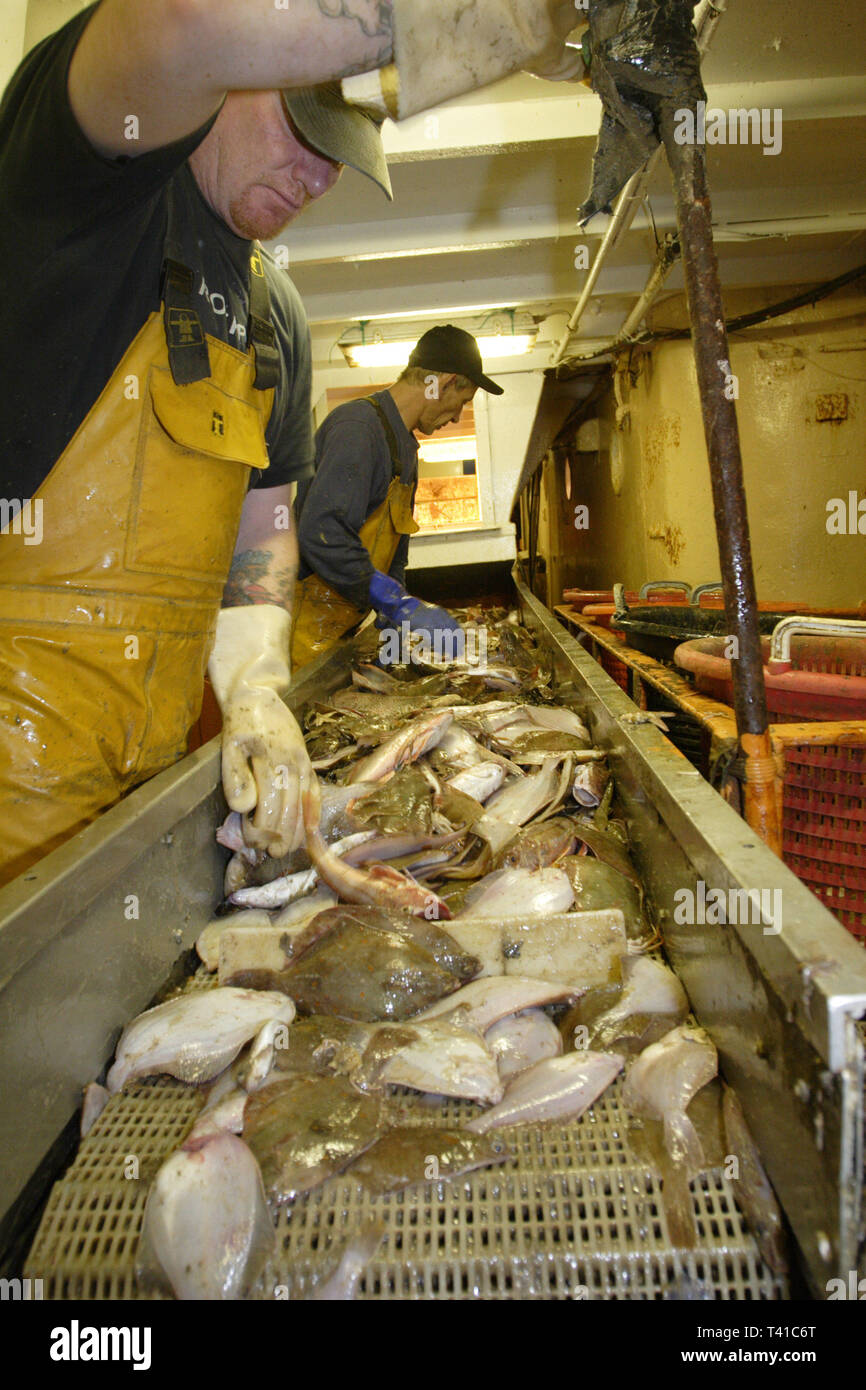 Sorting the catch on fishing trawler in Irish Sea. 4-man crew work on 1 ...