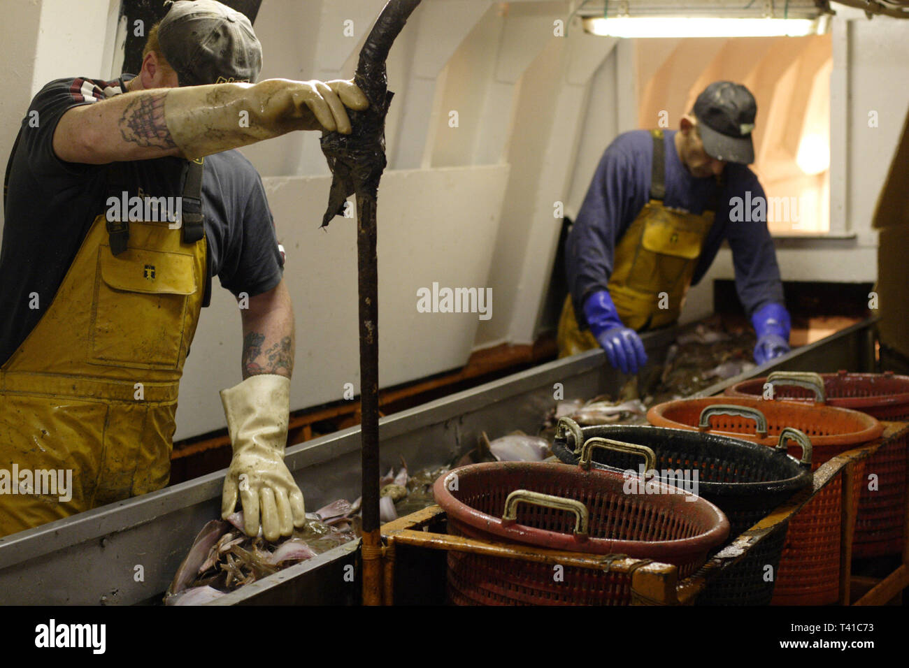 Sorting the catch on fishing trawler in Irish Sea. 4-man crew work on 1 ...