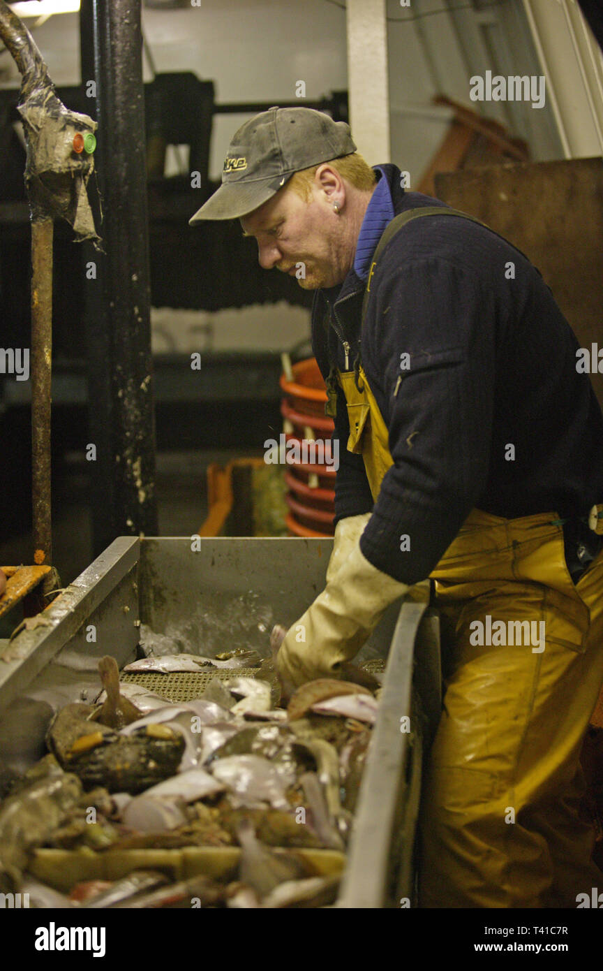 On fishing trawler in Irish Sea. 4-man crew work on 1 of the last ...
