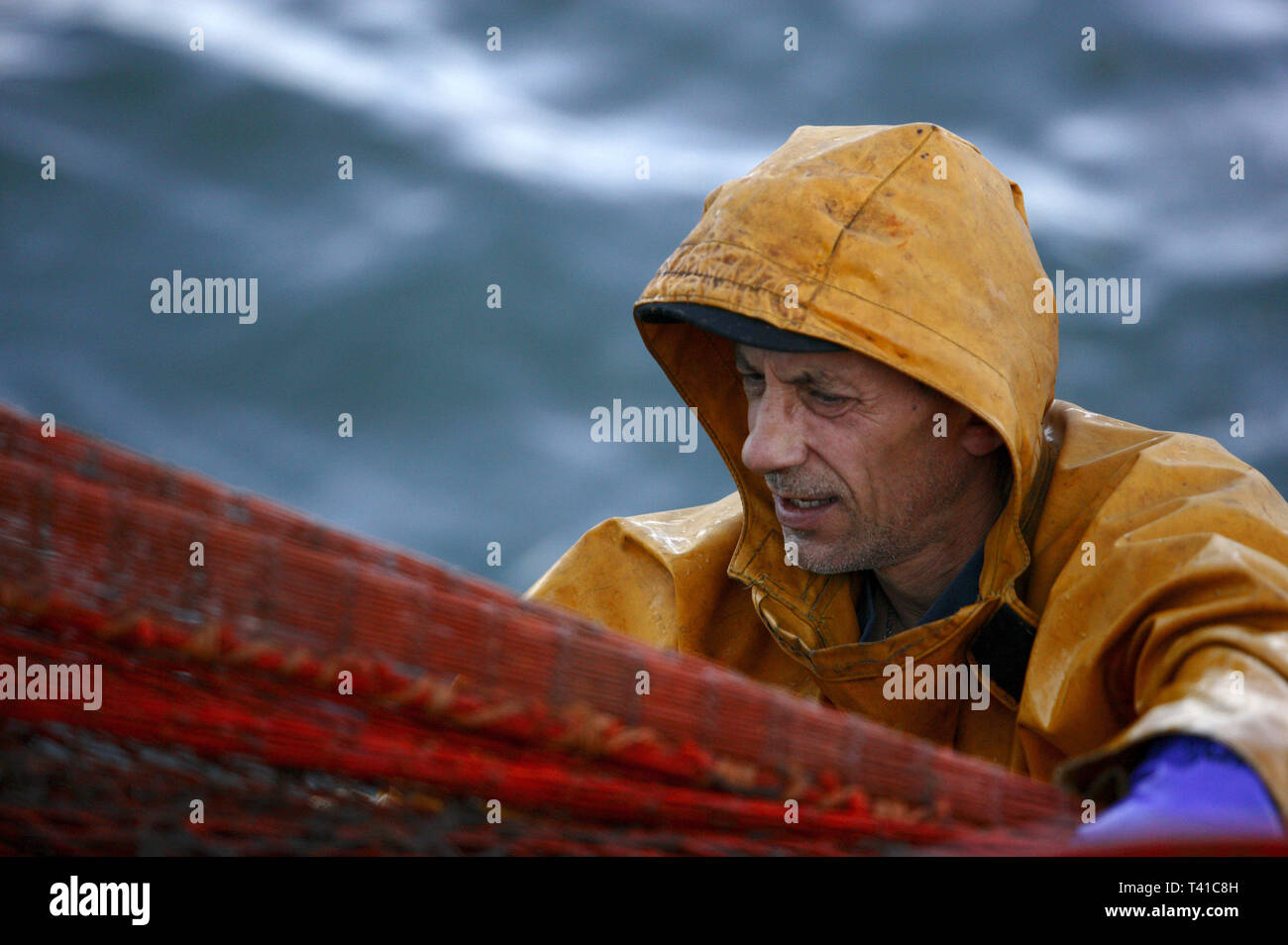 On fishing trawler in Irish Sea. 4-man crew work on 1 of the last ...
