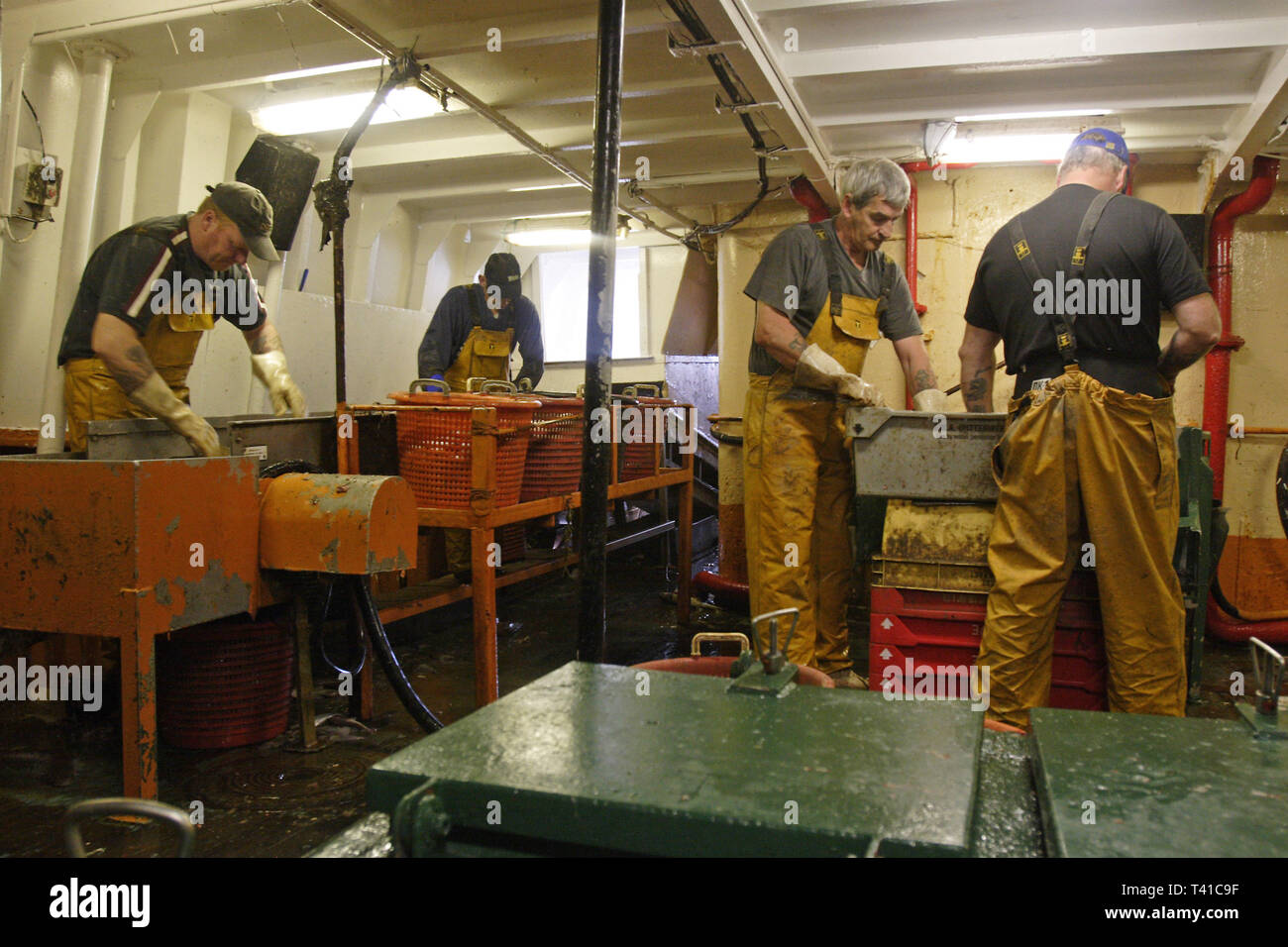 On fishing trawler in Irish Sea. 4-man crew work on 1 of the last ...