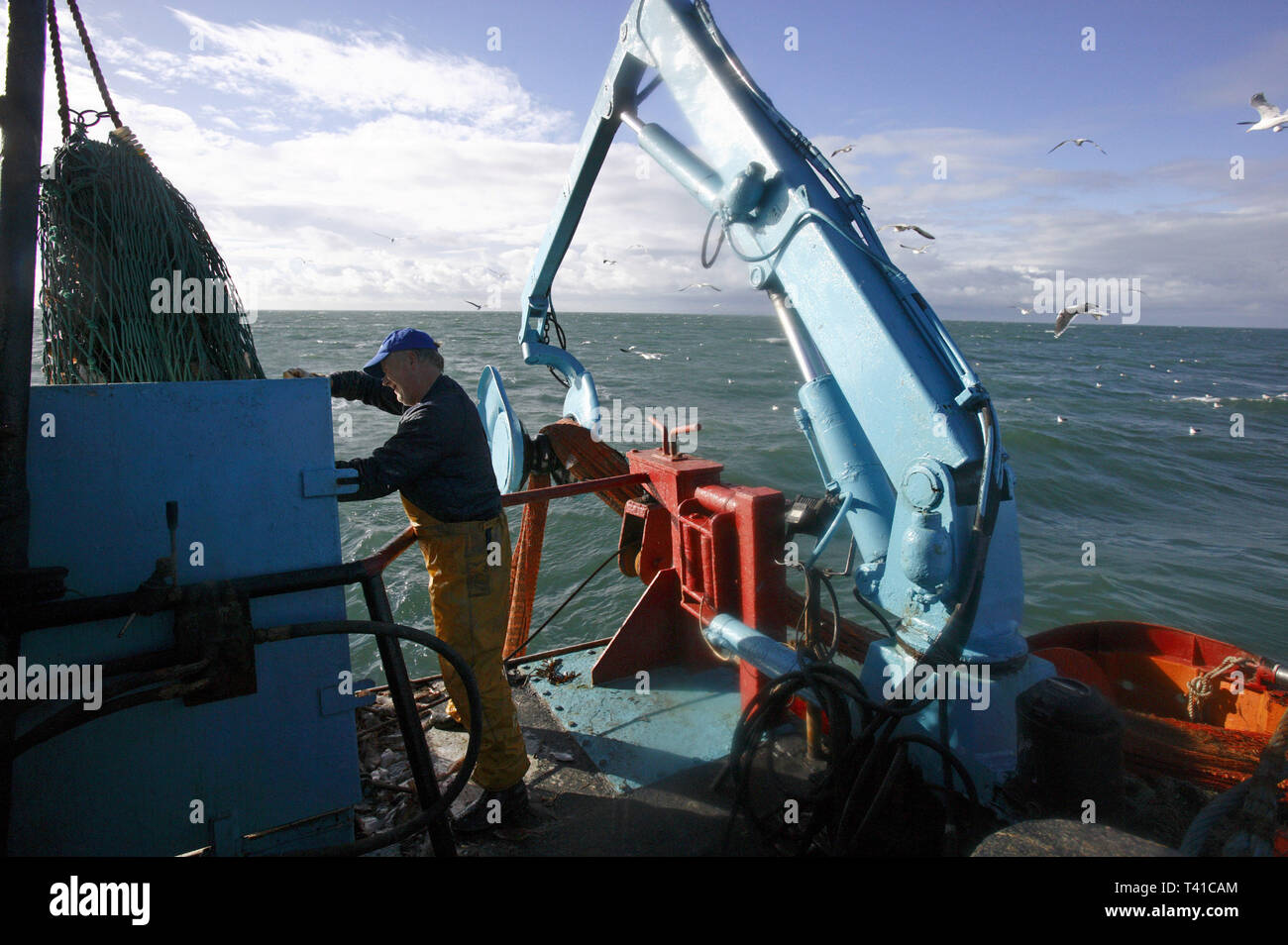 On fishing trawler in Irish Sea. 4-man crew work on 1 of the last ...