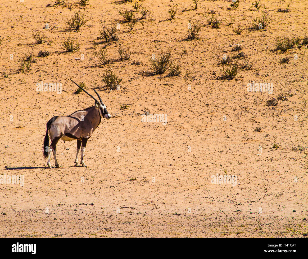 Oryx on left of screen Stock Photo - Alamy