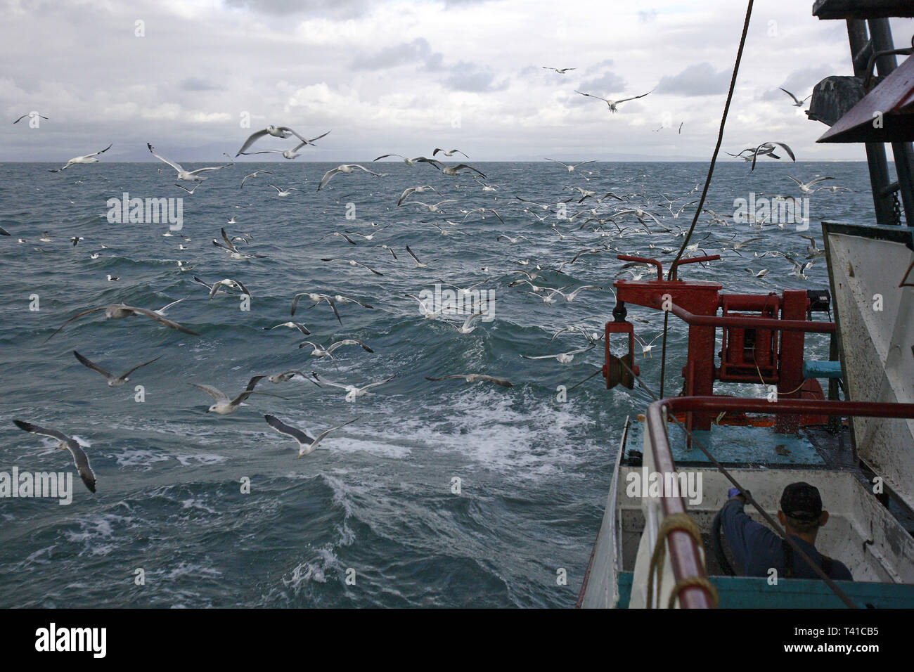 On fishing trawler in Irish Sea. 4-man crew work on 1 of the last ...