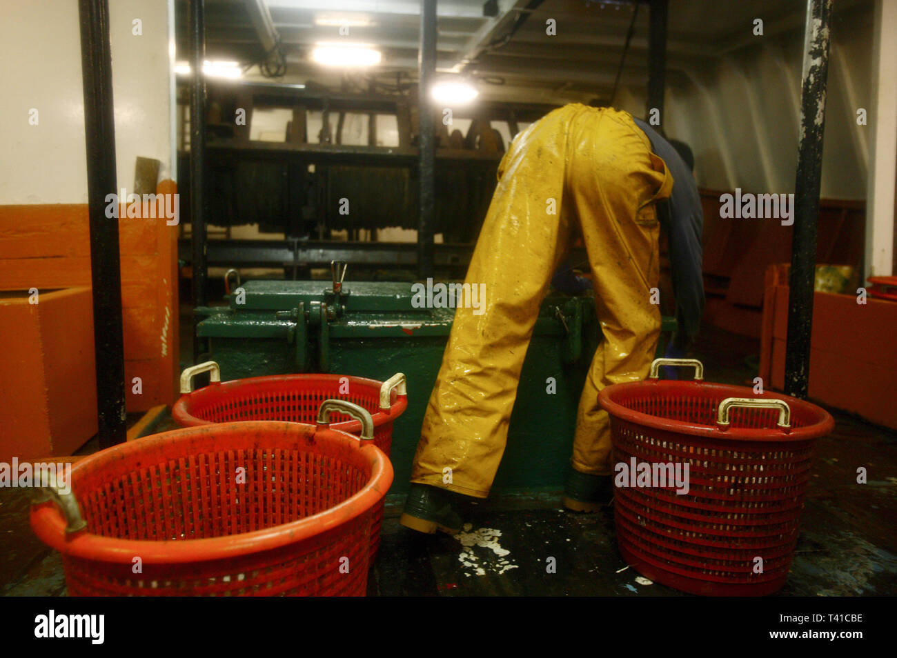 On fishing trawler in Irish Sea. 4-man crew work on 1 of the last ...