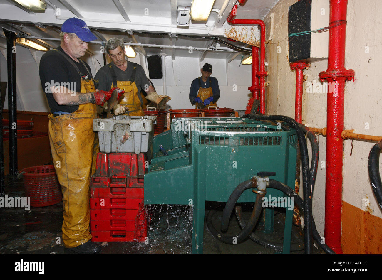 On board fishing trawler in Irish Sea. 4-man crew work on 1 of the last ...