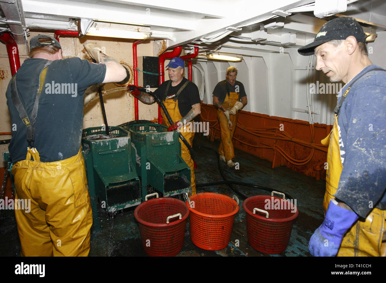 On board fishing trawler in Irish Sea. 4-man crew work on 1 of the last ...