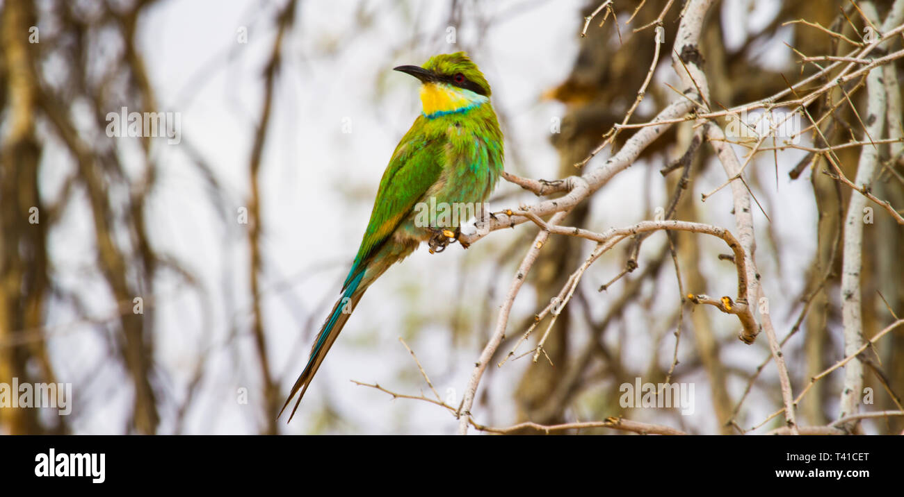 Birding lookout hi-res stock photography and images - Alamy