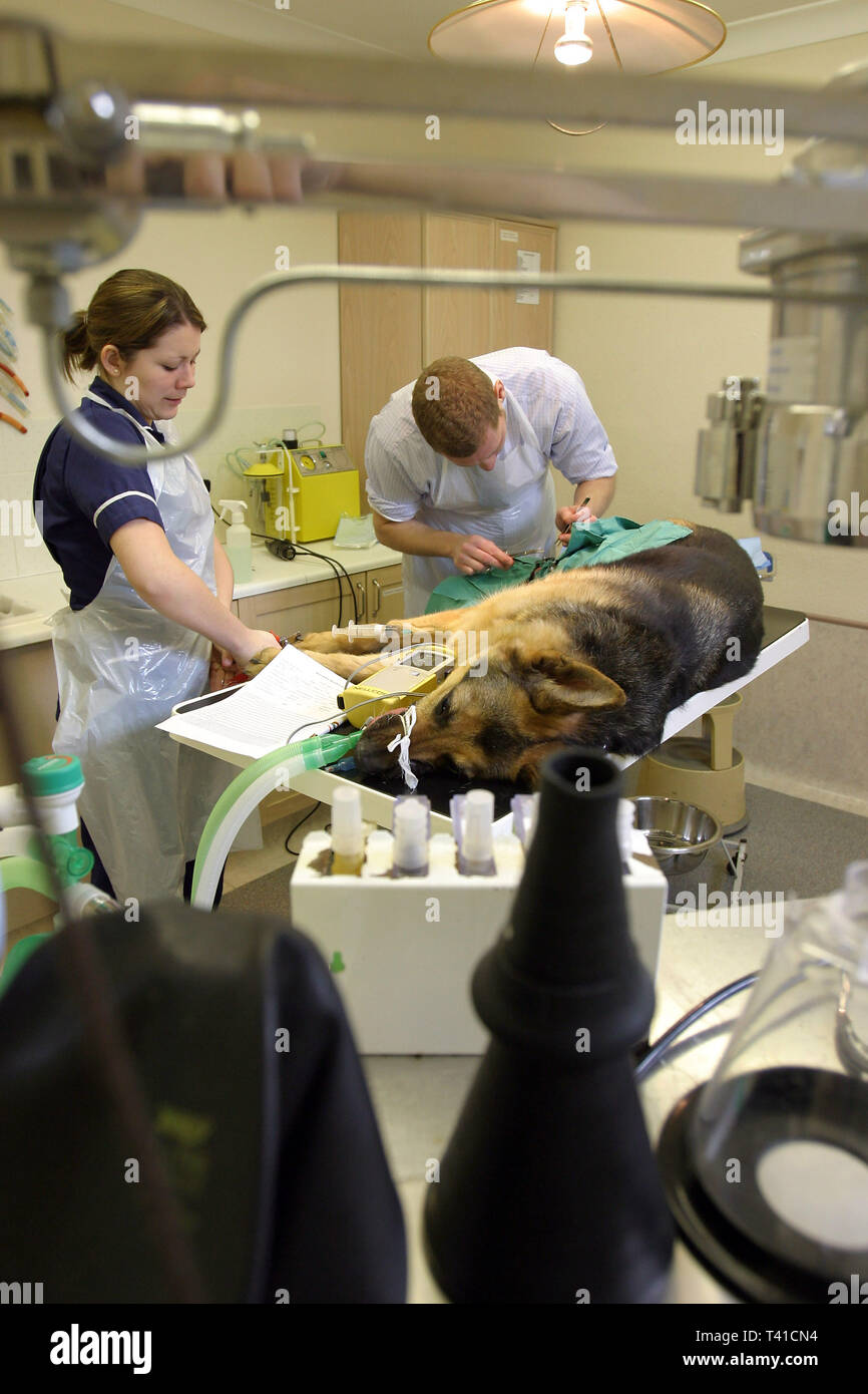 Dog on the operating table. The Ark Veterinary Practice, Stratford Upon Avon .06/01/2005 Stock ...