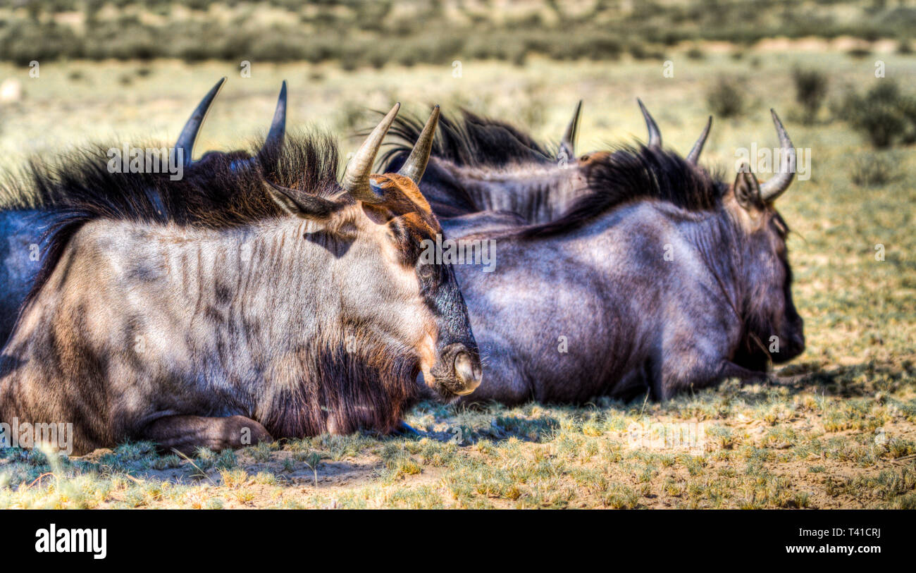 A sitting herd of Gnu Stock Photo - Alamy