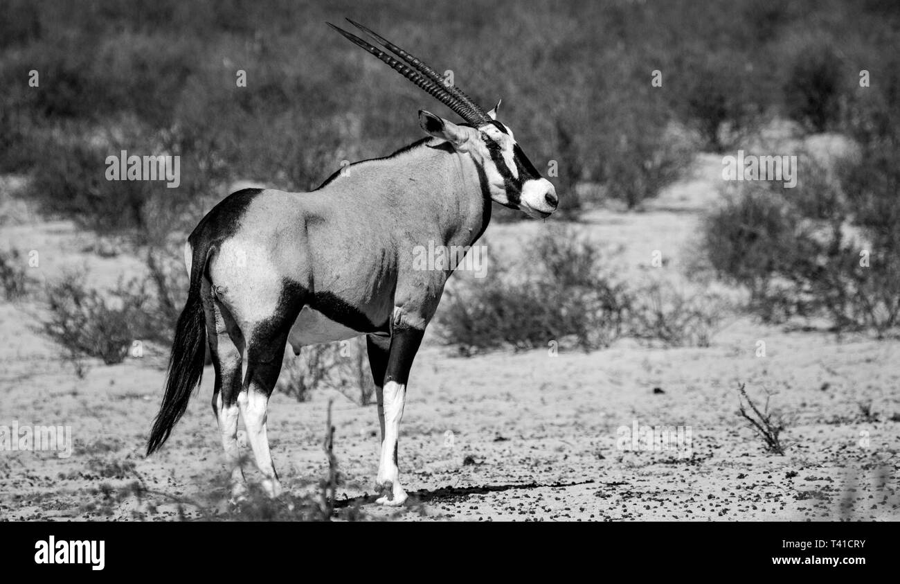 Fur mammal Black and White Stock Photos & Images - Alamy