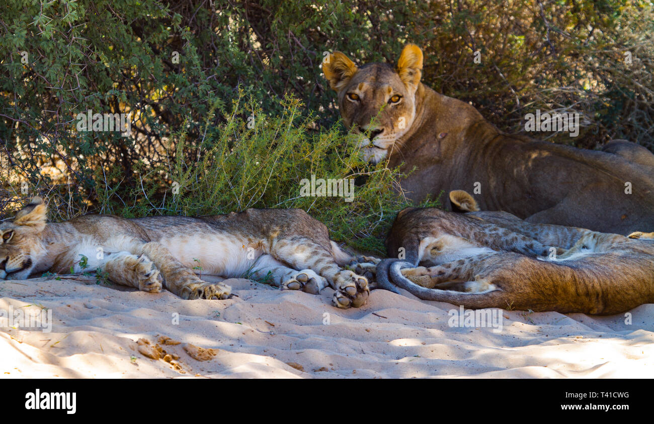 Mother Lioness looking after the cub Stock Photo - Alamy