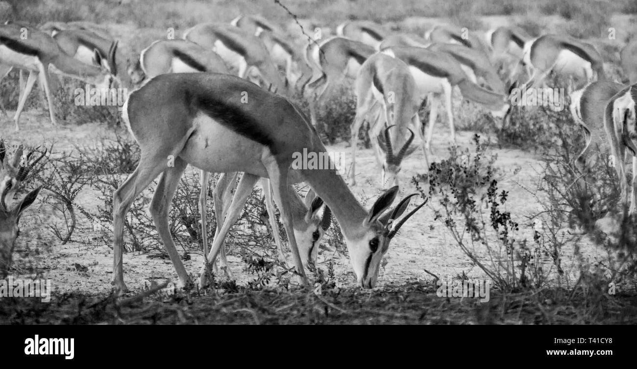 Young springbok Black and White Stock Photos & Images - Alamy