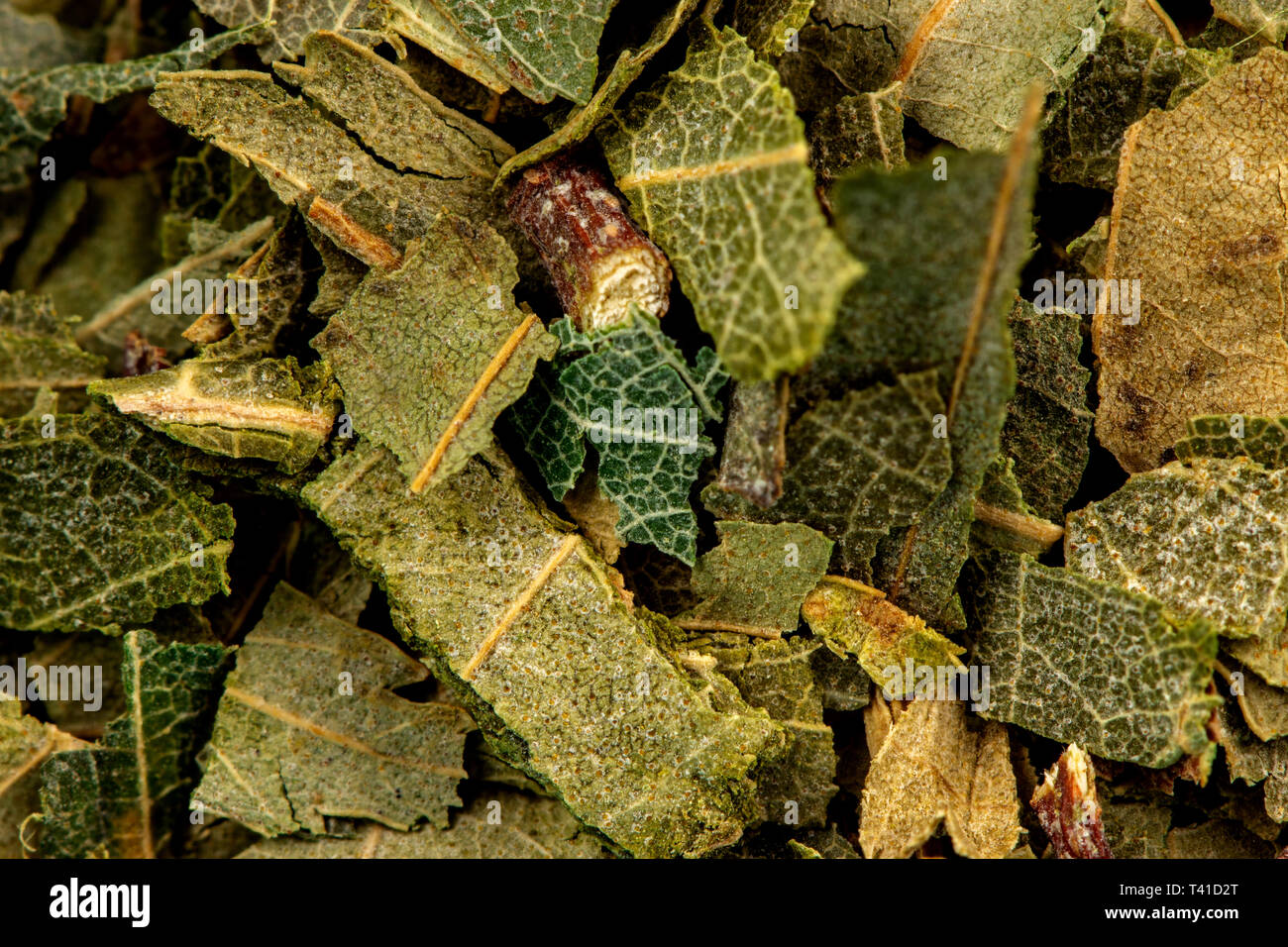 birch tree dried leafs healing herbs Stock Photo - Alamy