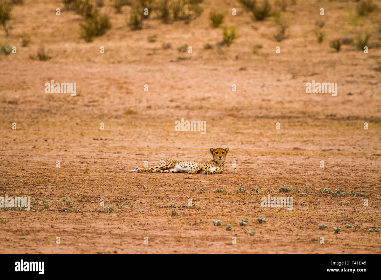 Minimalist male portrait hi-res stock photography and images - Alamy