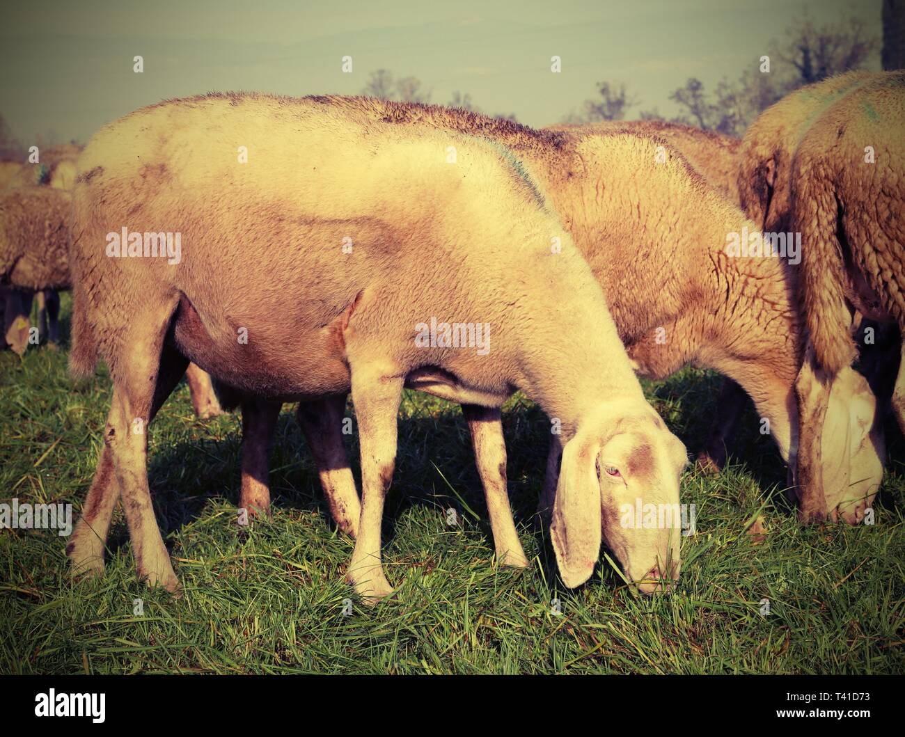 flock with many sheep grazing and old toned effect Stock Photo - Alamy