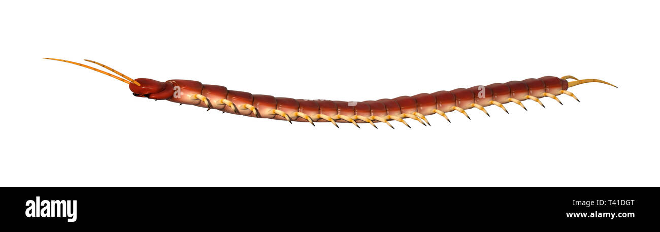 3D rendering of a worm centipede isolated on white background Stock ...