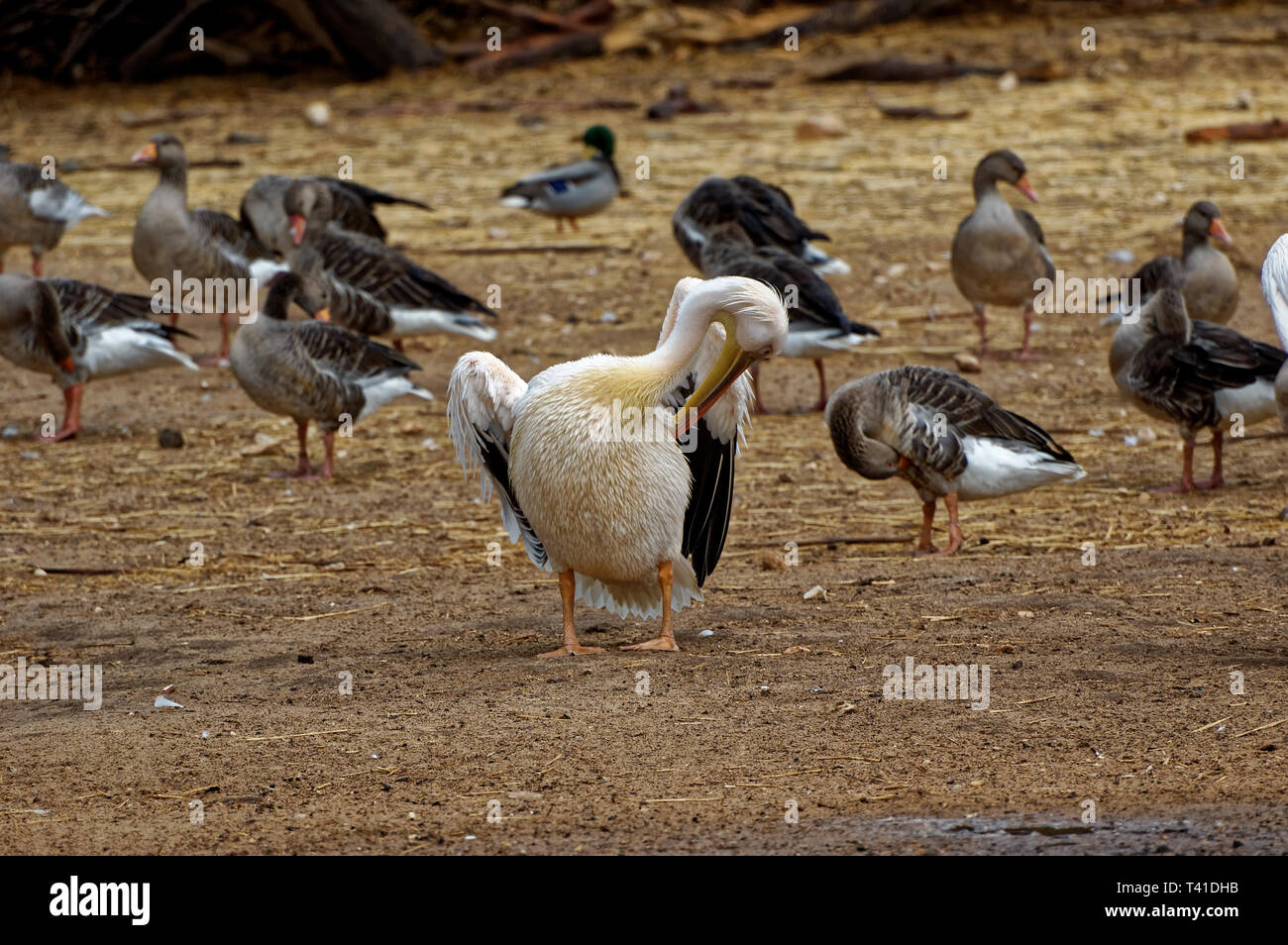 Genus pelecanus hi-res stock photography and images - Alamy