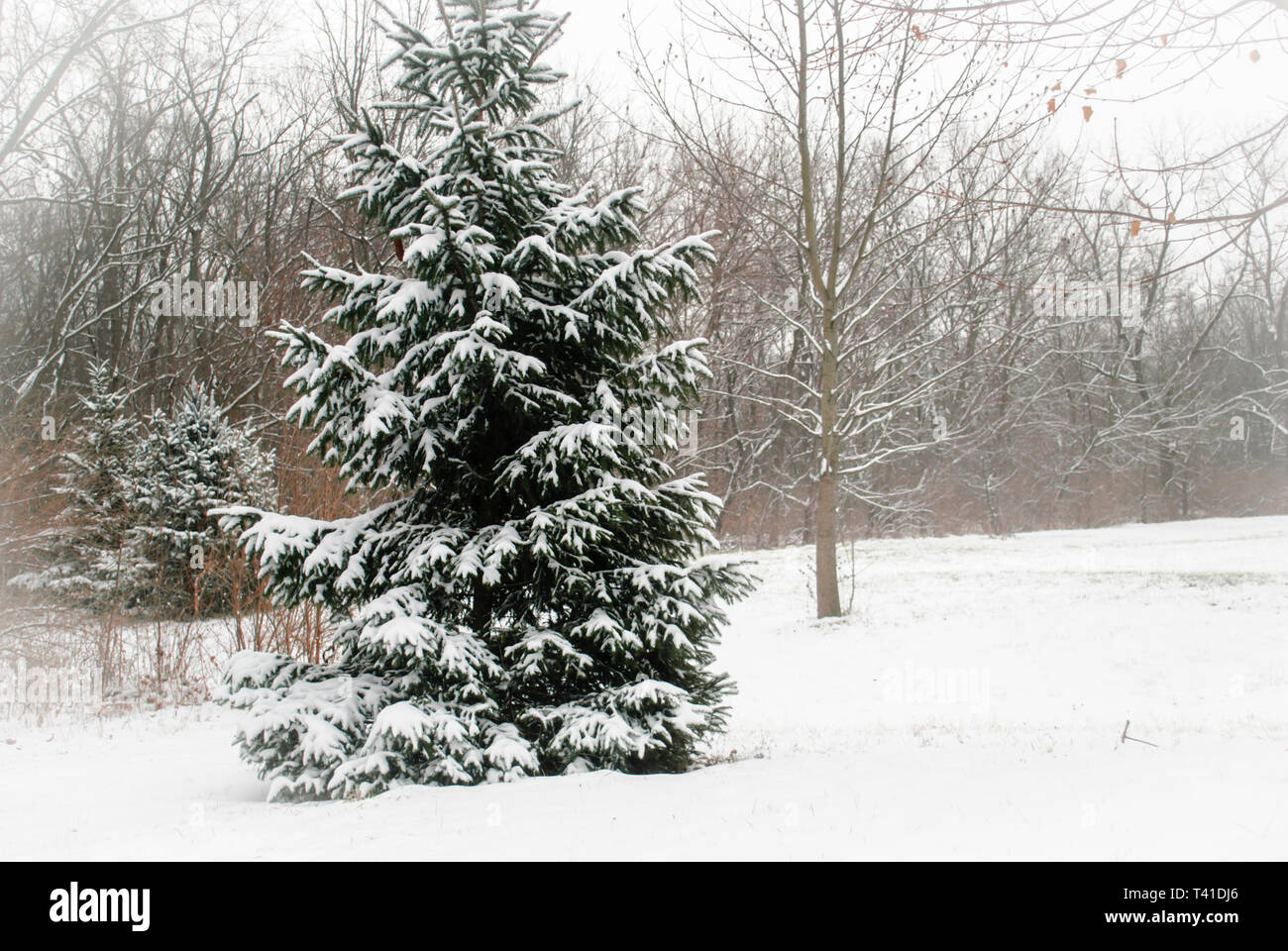 Snowy underbrush hi-res stock photography and images - Alamy