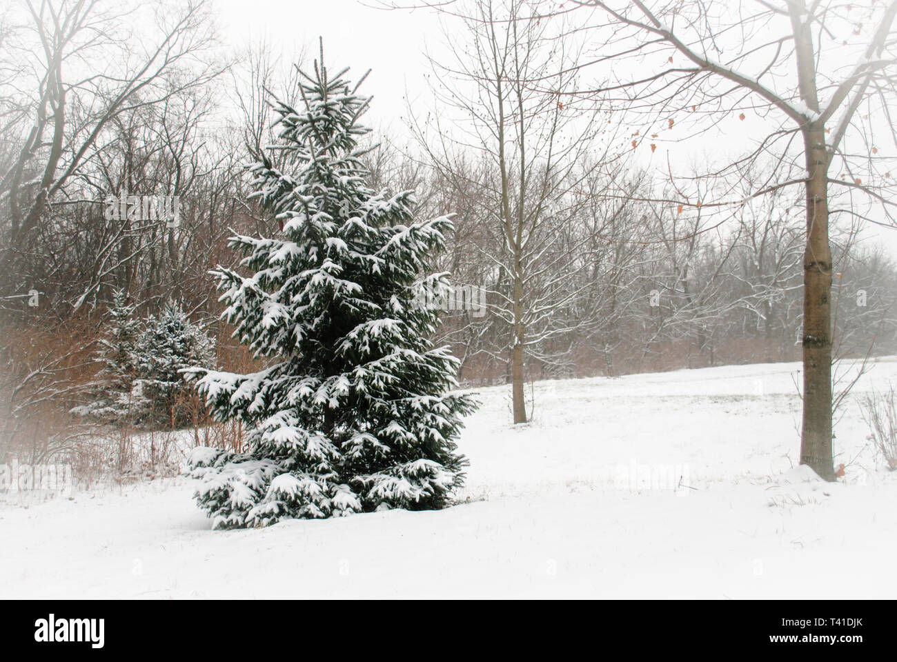 Spruce trees in the snowy field Stock Photo - Alamy